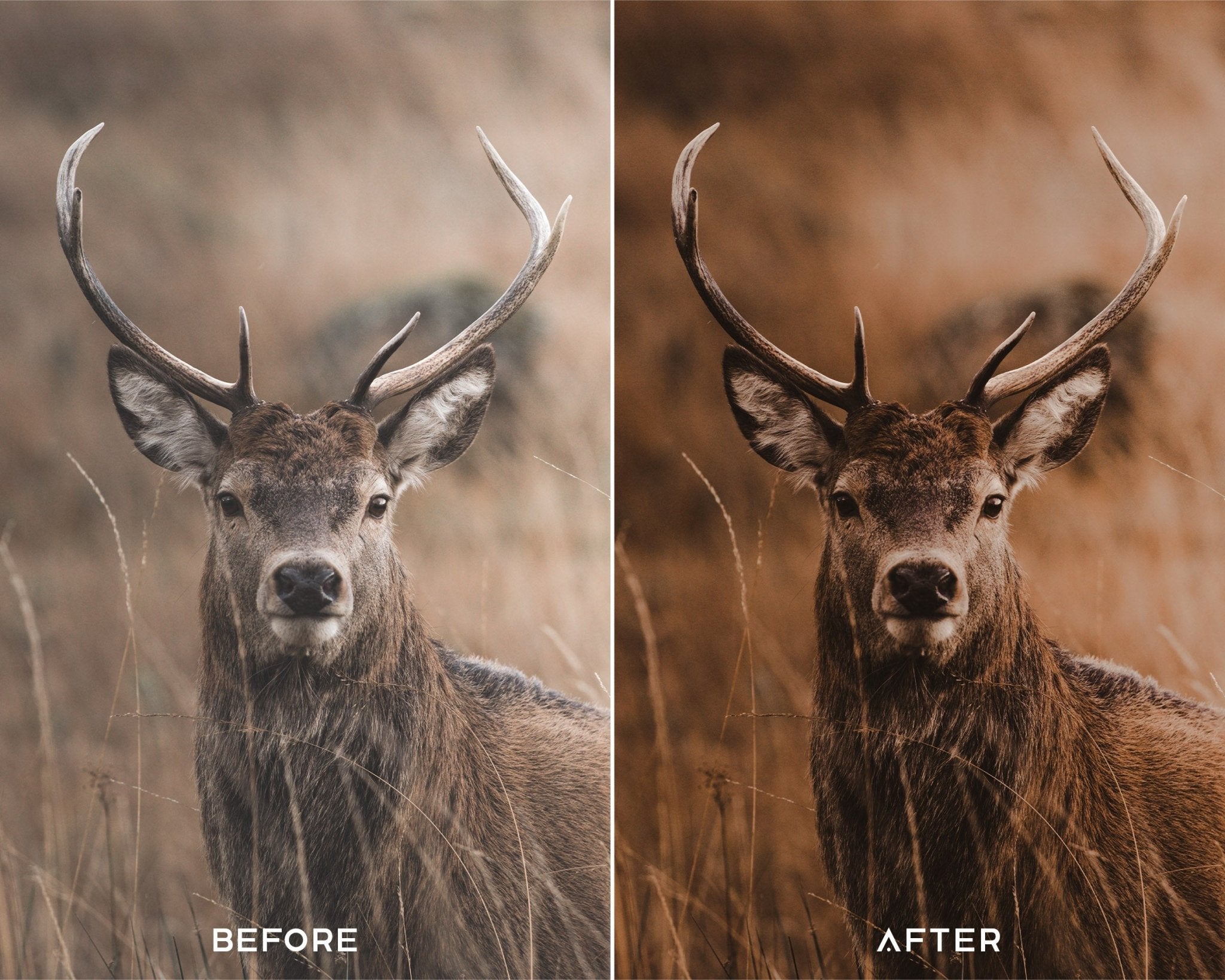 Moody Brown Preset Collection